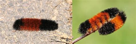 15 Weird But Common Caterpillars In Alberta 2026 Bird Watching Hq