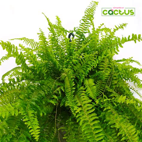 Helecho Nephrolepis Exaltata Cómprate Un Cactus