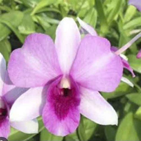 Dendrobium Trisara Mature Plant