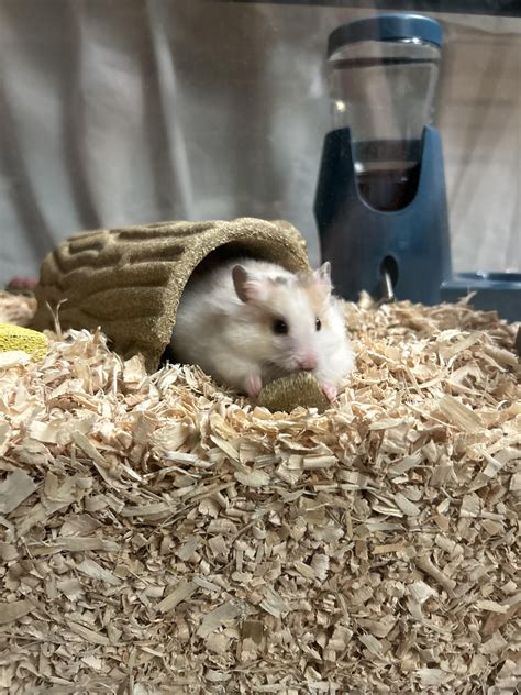 How Can I Potentially Tell The Age Of My Hamster Rhamsters