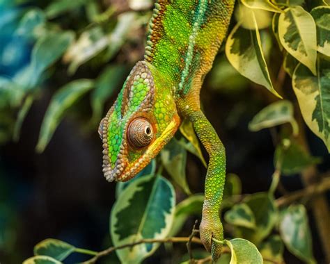 Chameleon Color Guide