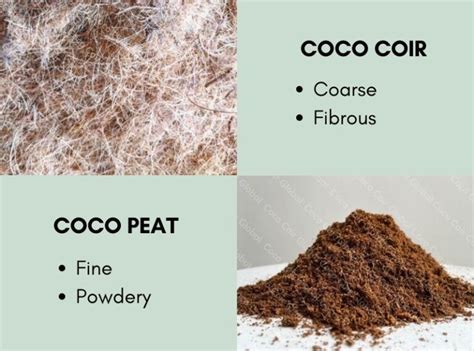 Coco Coir Vs Coco Peat Differences And Similarities
