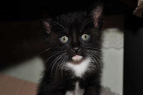 60000 무료 Short Leg Cat And Cat 이미지 Pixabay