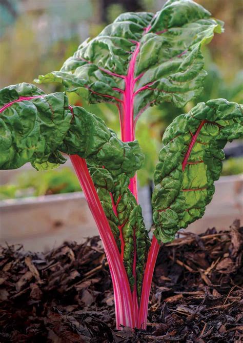 Save Your Seed Silverbeet Pip Magazine