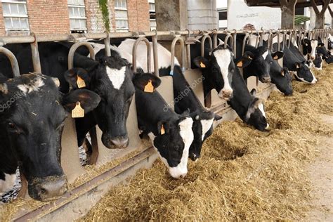 Holstein Cows Eating