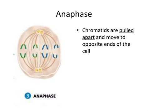 Cell Reproduction Notes Pptx
