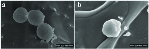 Scanning Electron Microscope Sem Image A Left Panel Shows