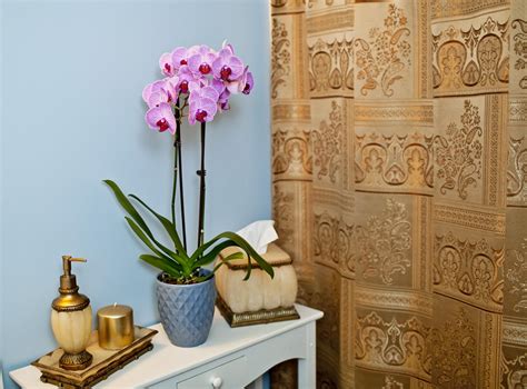 Discover 5 Different Types Of Orchids