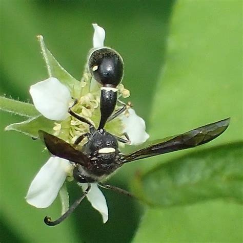 Eumenes Fraternus Bugguidenet