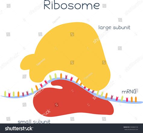 Structure Ribosome Stock Vector Royalty Free 304860134 Shutterstock