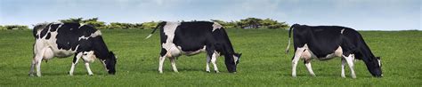Industry Comments On The Operation Of The Dairy Industry Code