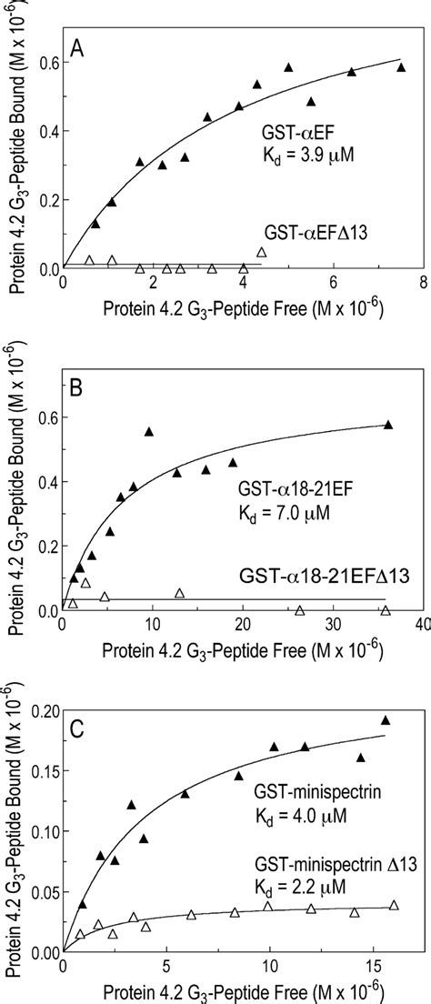 The 125 I Labeled G 3 Peptide From Protein 42 Binds To The Spectrin