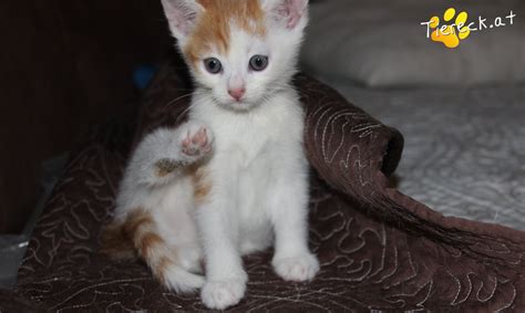 Chibi Sucht Ein Zuhause