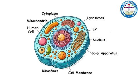Introduction To Anatomical Terms And Organization Of The Human Body