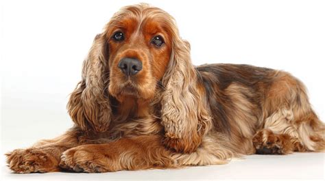 Cocker Spaniel Haircut Styles That Turn Heads