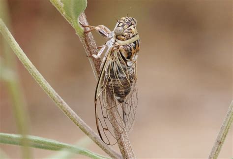 16 Cicadas In Texas With Pictures And Identification