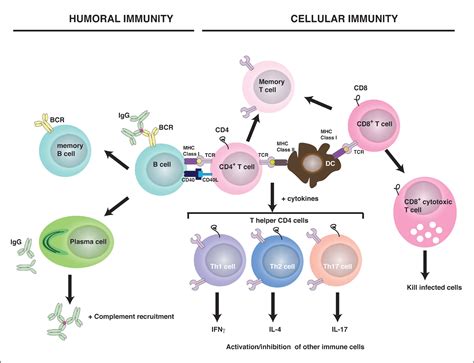 Humoral Immunity