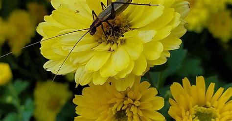 Brown Bug Album On Imgur