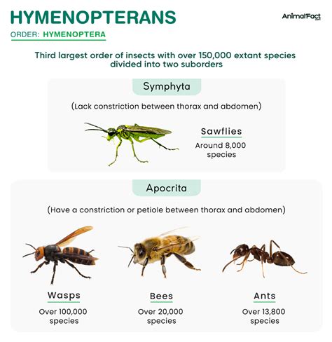 Hymenopteran Definition Examples Characteristics And Picture