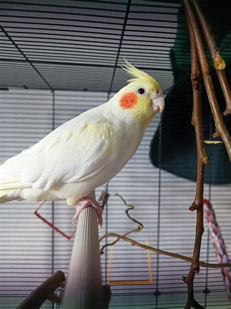 Yoshi And Barney Herplaatst Hope For Wings