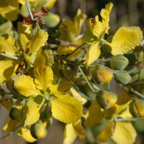 Cassia Abbreviata Subsp Beareana Seeds Buy Online