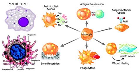 What Are Macrophages An Introduction