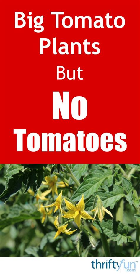 Big Tomato Plants But No Tomatoes Thriftyfun
