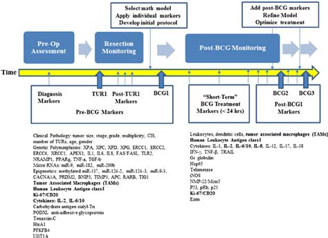A Summary Of Pre And Post BCG Biological Markers Described In The Download Scientific Diagram