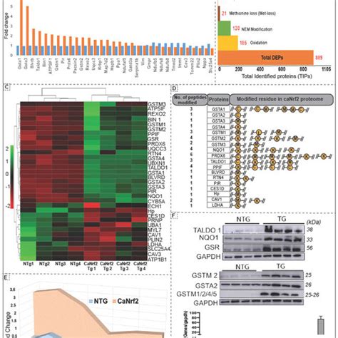Hierarchical Clustering Of Differentially Expressed Proteins And