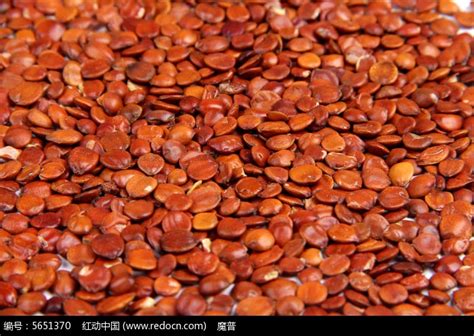 酸枣仁中药材摄影图下载红动中国