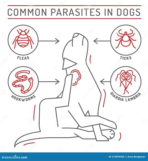 Common External And Internal Parasites In Dogs Stock Vector