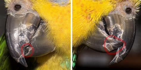 How To Correct Your Scissor Beak Parrot Birds Coo