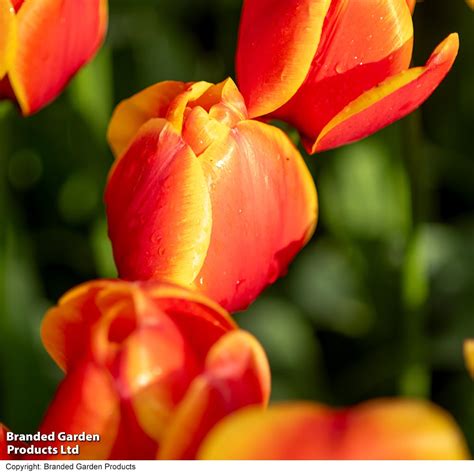 Buy Tulip Dafeng Organic Gardening Catalogue