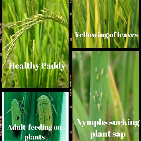 Effective Crop Protection Techniques For Paddy Against Green Leaf Hopper Shree Industries