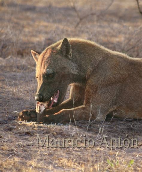 Mauricio Anton Welcome To The Official Site Of Paleoartist Mauricio Anton