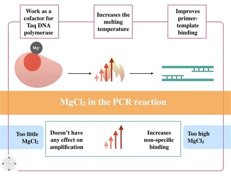 What Is The Function Of Mgcl2 In Pcr