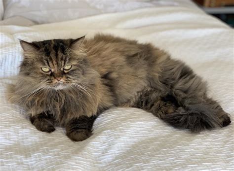 Half Persian Half Normal Cat At Sebastian Vosz Blog