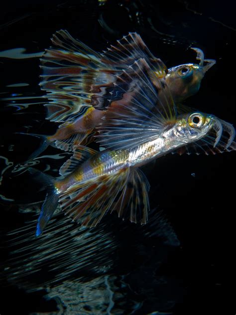 Sargasso Sea Animals