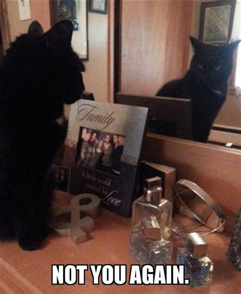 My Cat Is A Nut Rfunny