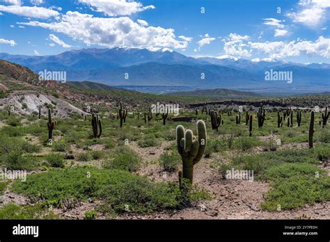 Cardon Grande Cactus Leucostele Terscheckii And The Snow Capped