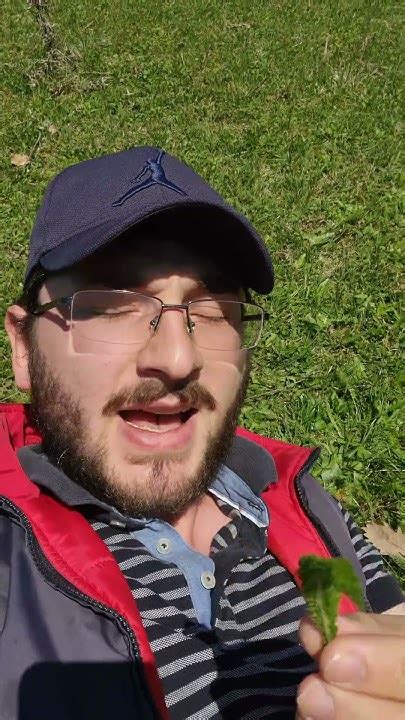 სამკურნალო ბალახი სოფლისმეურნეობა მკურნალობა ბალახი Youtube