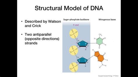 Dna Backbone Structure