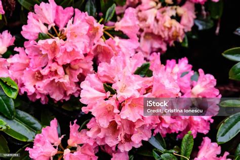 Semaksemak Azalea Merah Muda Besar Atau Bunga Rhododendron Di Taman Musim Semi Yang Cerah Di