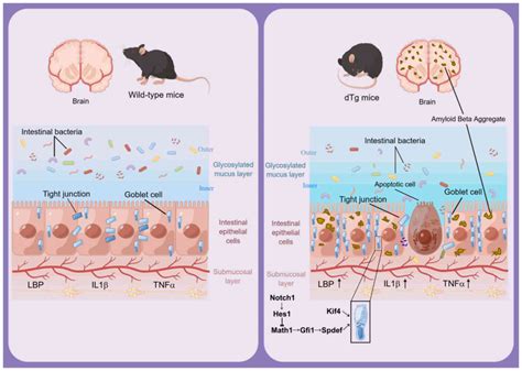 International Journal Of Molecular Medicine
