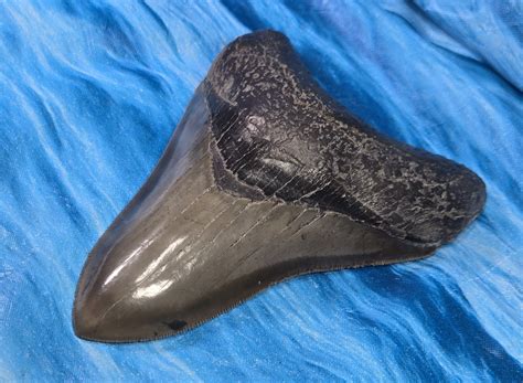 Giant Museum Quality Megalodon Shark Tooth · L1 443 L2 438 · Megateeth