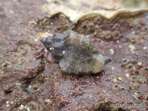 Bigorneau Perceur Japonais Ocinebrellus Inornatus Bioobs