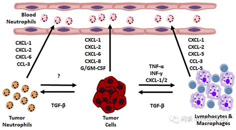 肿瘤相关中性粒细胞极化