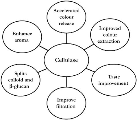 Cellulase Enzyme In Food Industry At Hiroko Hall Blog