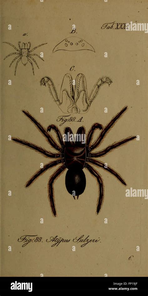 Die Arachniden Tab Xxxi Is A Scientific Illustration Depicting