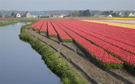 Events At Keukenhof During Tulip Season Tulip Festival Amsterdam